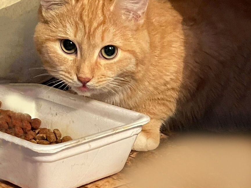 Коты в добрые руки