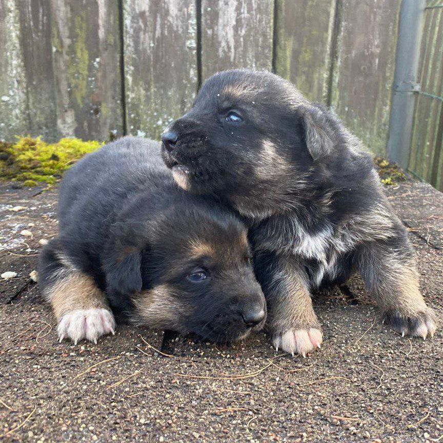 Щенки немецкой овчарки