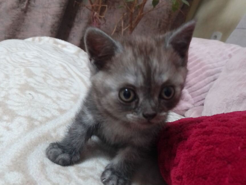 Котята шотландские