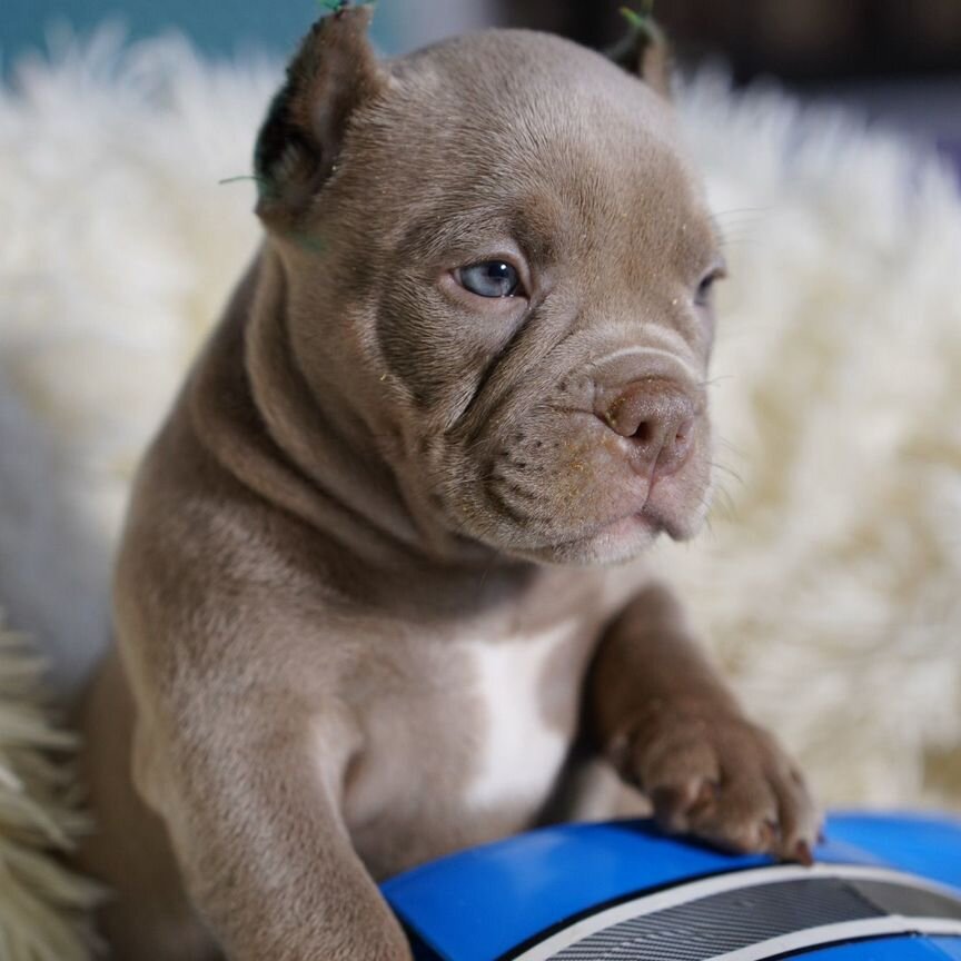Американский булли, щенок