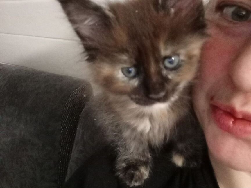 Котята мейн-кун