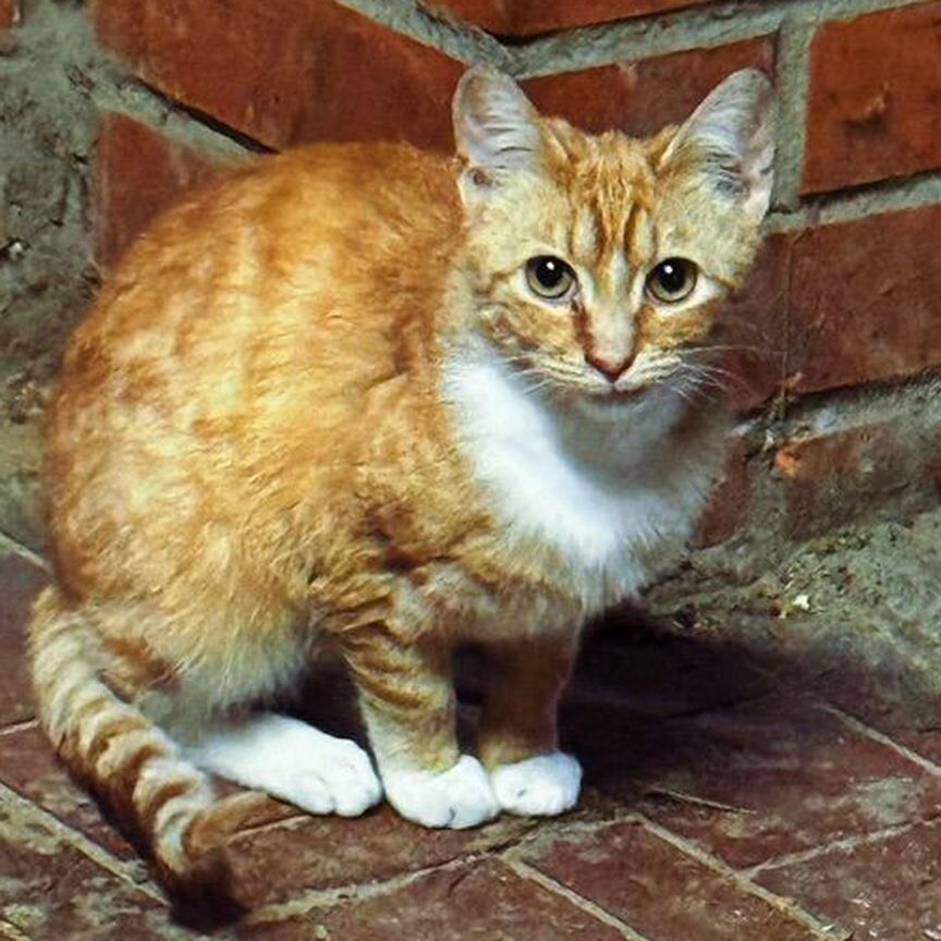 Котёнок от частного владельца