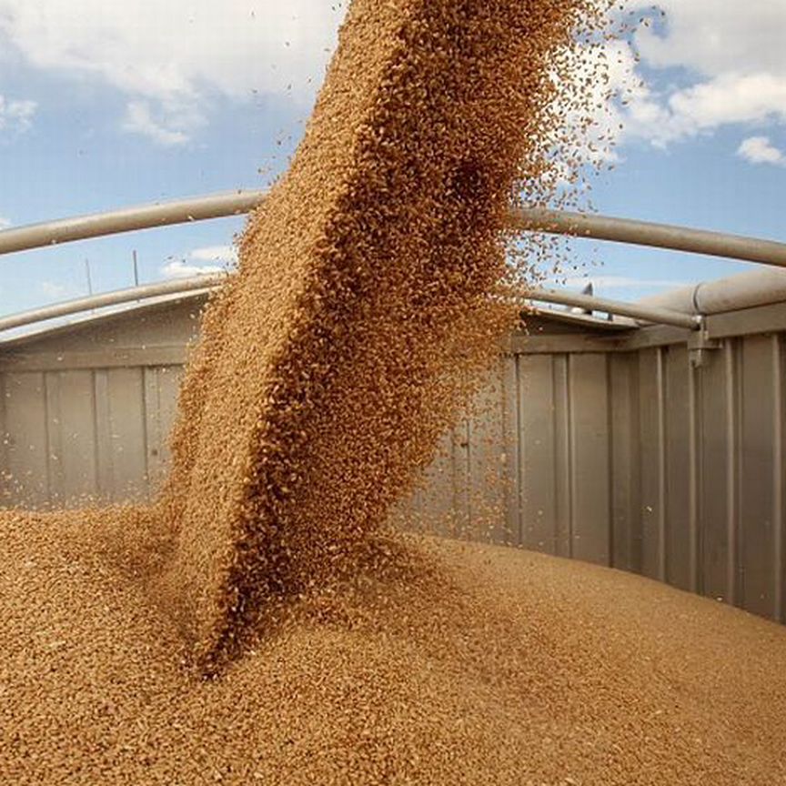 Зерно пшеница ячмень