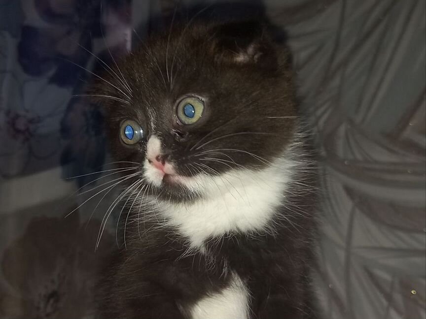Черный котенок вислоухий