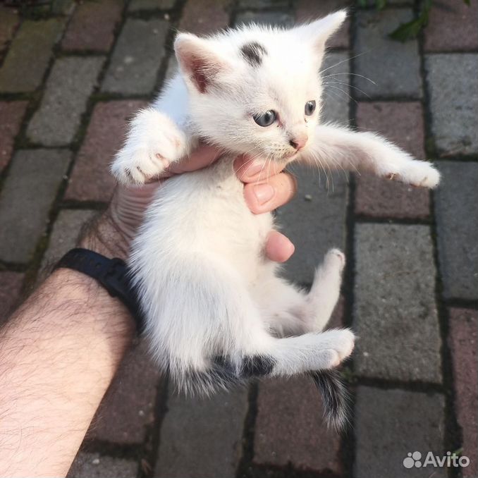 Котята Беляш, Бутуз и Эфка в добрые руки