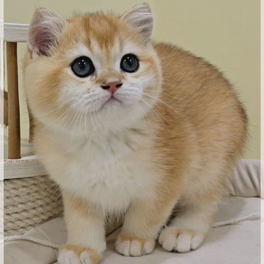 Британские котята золотая шиншилла