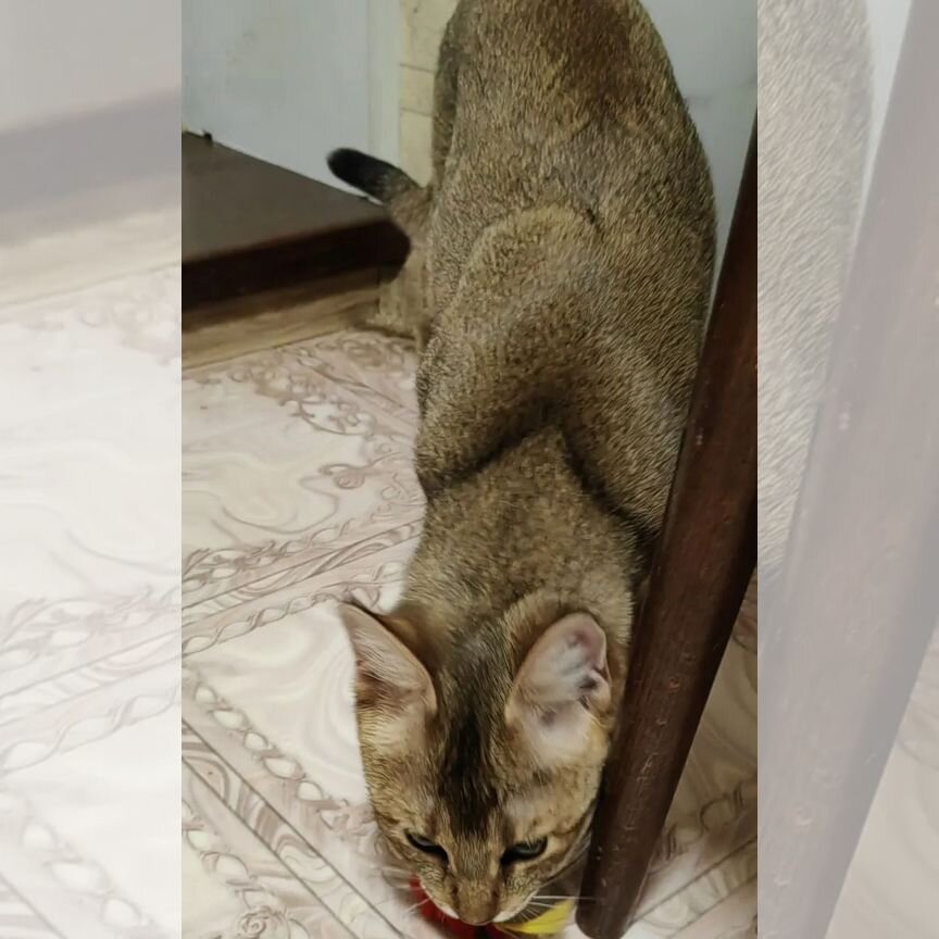 Чаузи, взрослая кошка