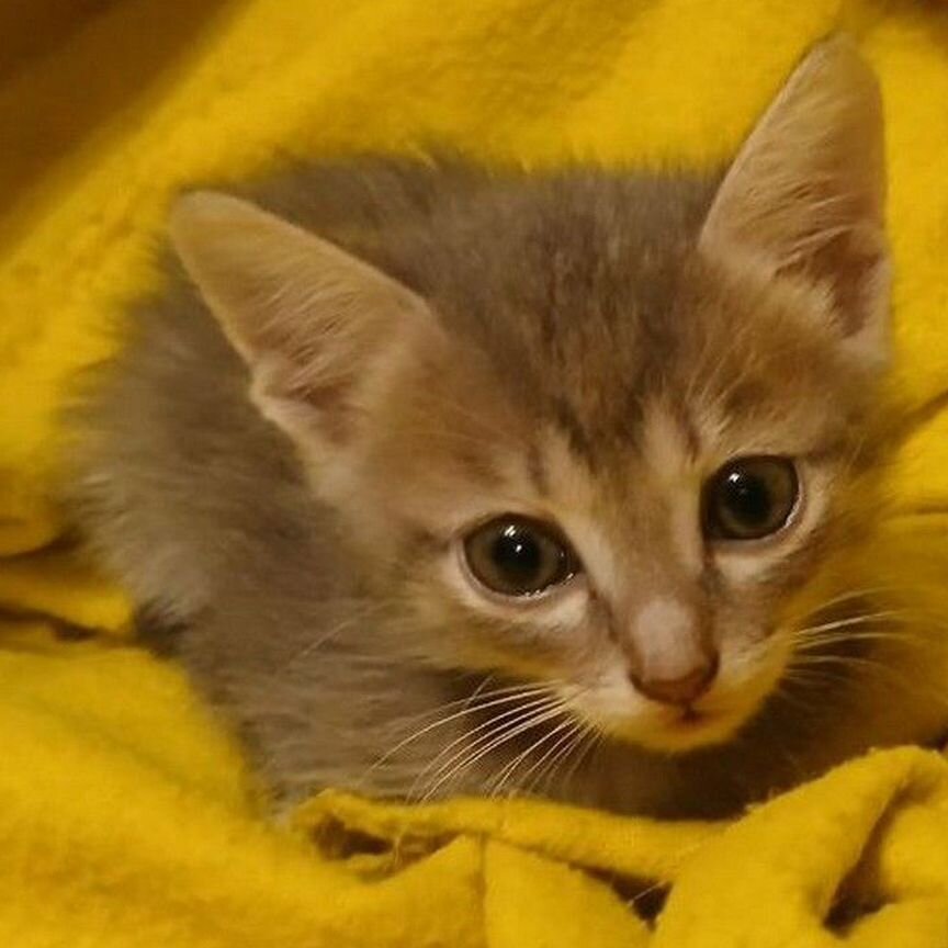 Котёнок в добрые руки