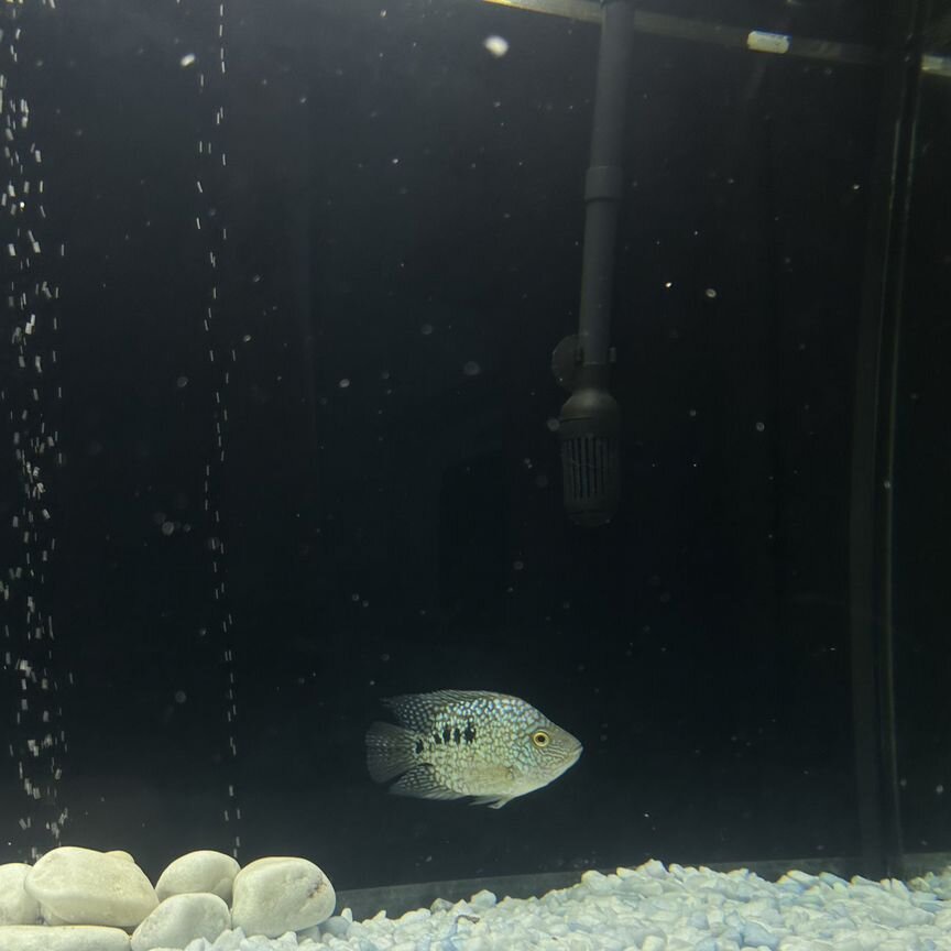 Бриллиантовая цихлазома