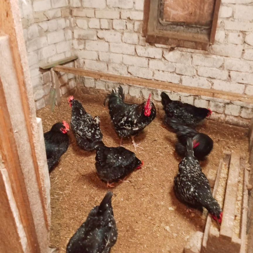 Ин.яйцо.австролоп чернопестрый