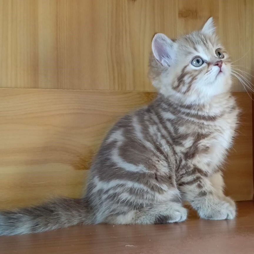 Шотландские мраморные котята