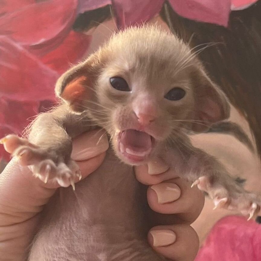 Ориентальный котёнок