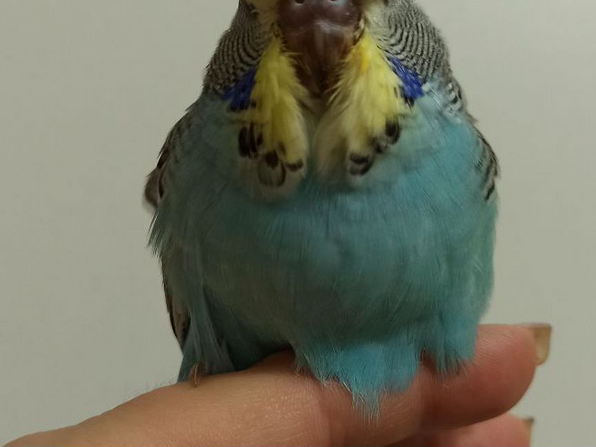 Выставочный Волнистый Попугай Чех