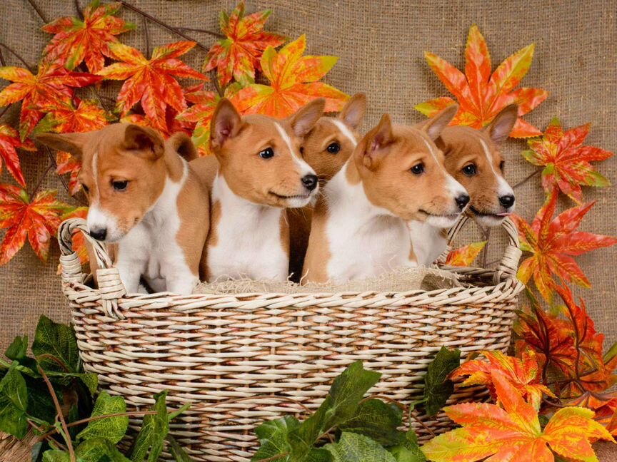 Щенки басенджи