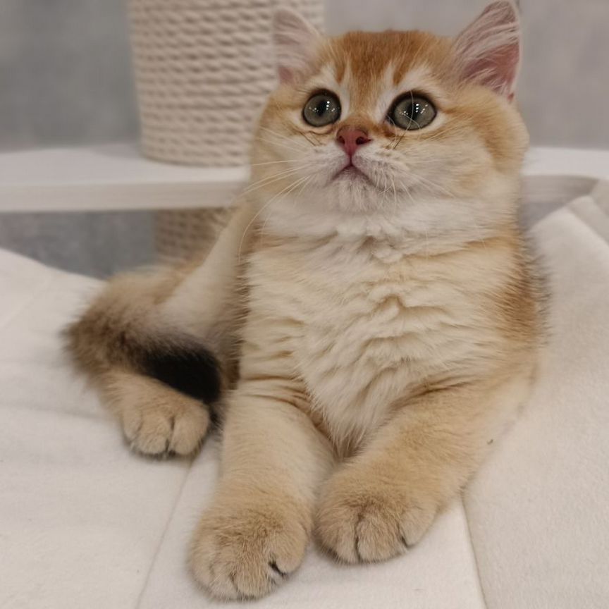 Золотая шиншилла