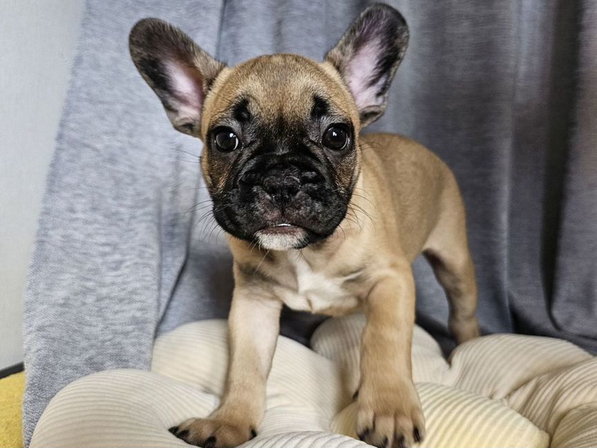 Щенки, французский бульдог