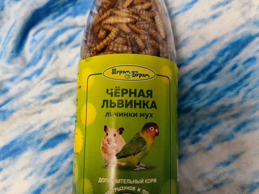 Чёрная львинка. Личинки мух