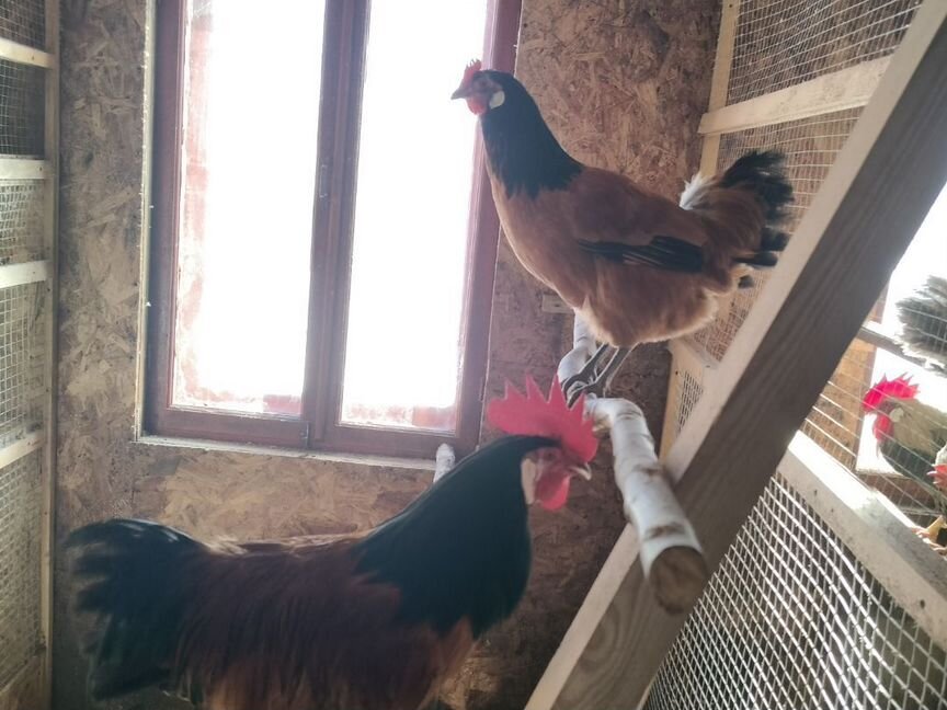 Цыплята кур немецкой породы Форверг