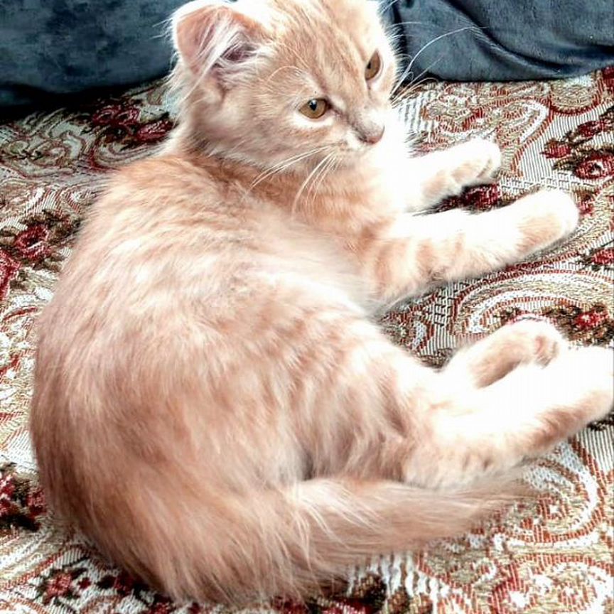 Котята в добрые руки бесплатно