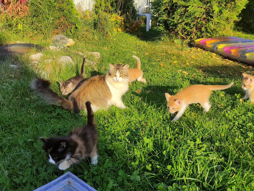 Котятки 1,5 мес, есть рыжики)