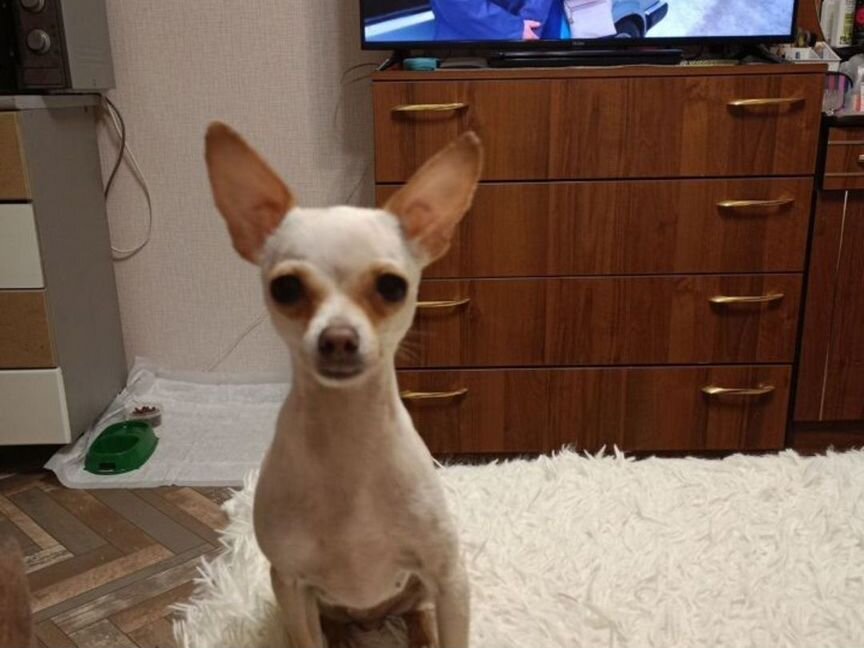 Мини той-терьер