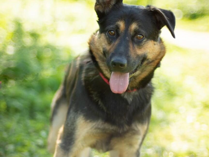 Идеальный Джек дружит с детьми,собаками и кошками