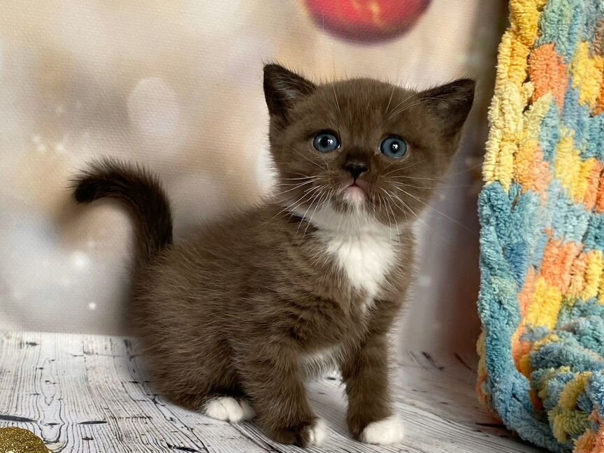 Шоколадные малыши