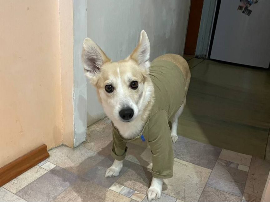 Щенок средней породы бесплатно