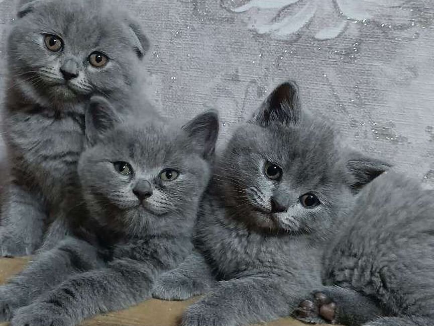 Шотландская