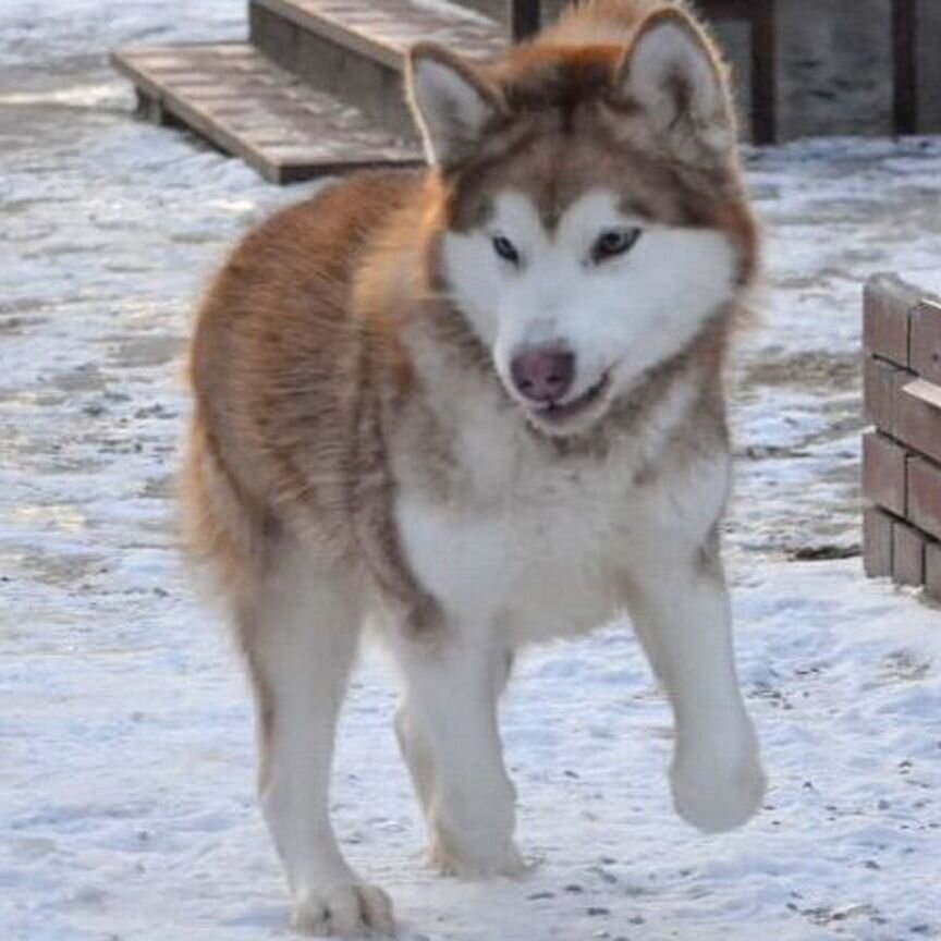 Аляскинский маламут
