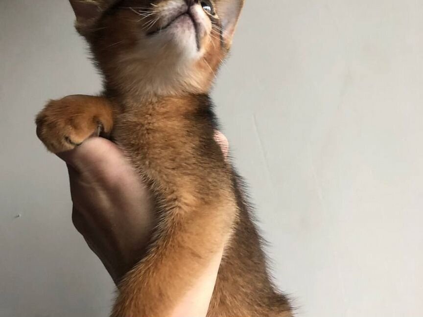 Абиссинская