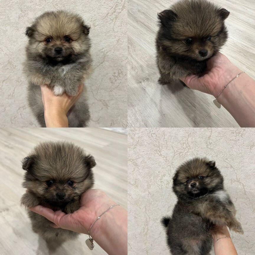 Милые шпицули