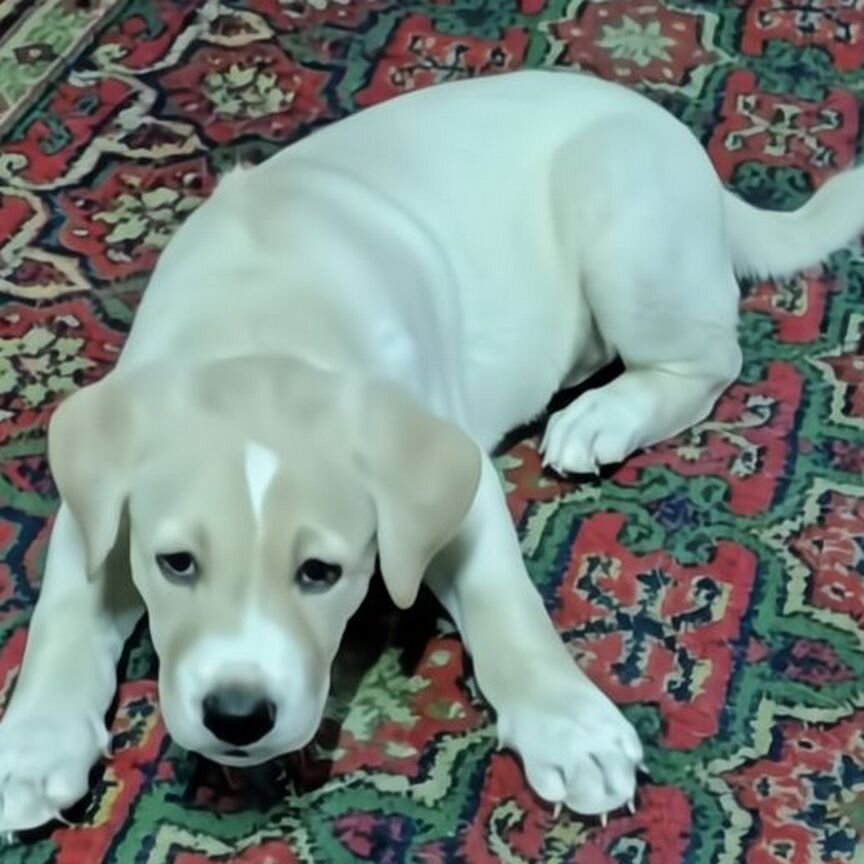 Лабрадор-ретривер, щенок