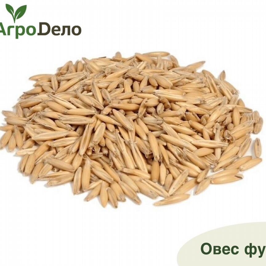 Овес и пшеница фуражные