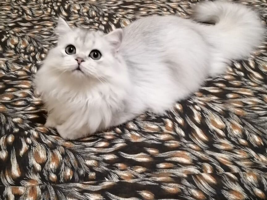 Шотландский котик