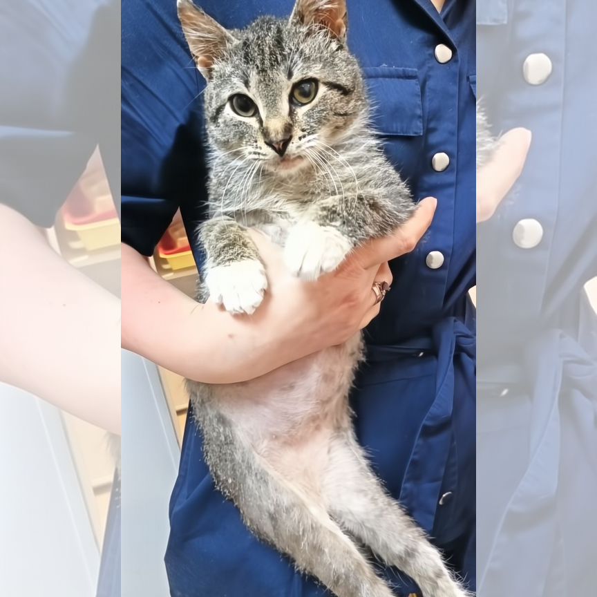 Взрослый кот в добрые руки