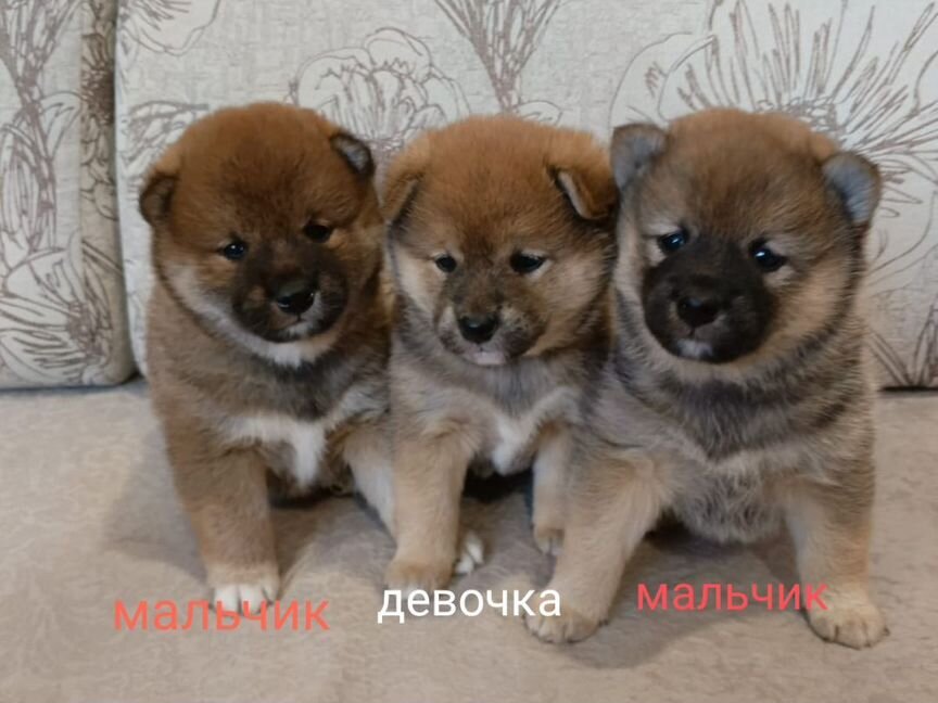 Сиба ину щенки
