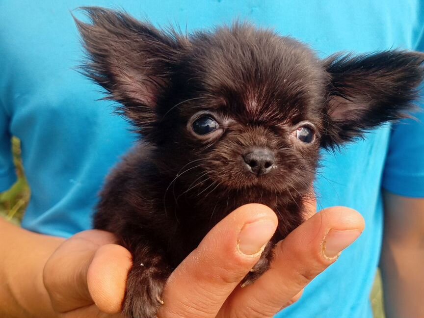 Чихуахуа Микро Лилипуся