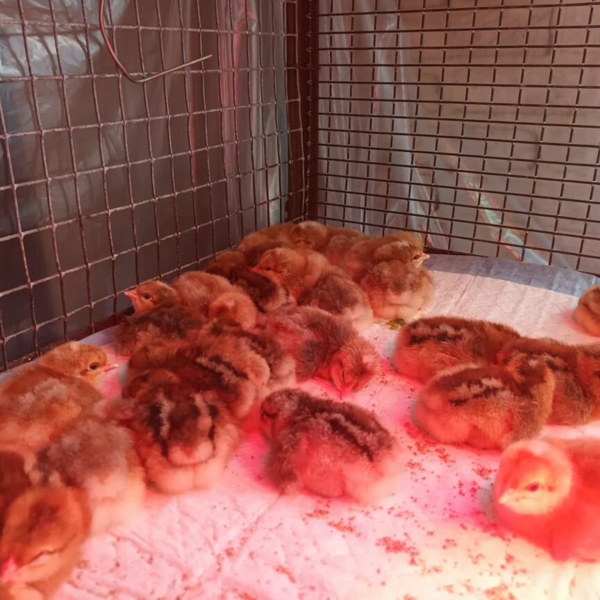 Цыплята Билефельдера