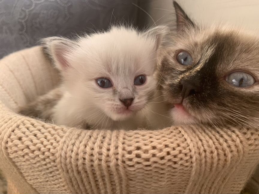 Невская маскарадная девочка