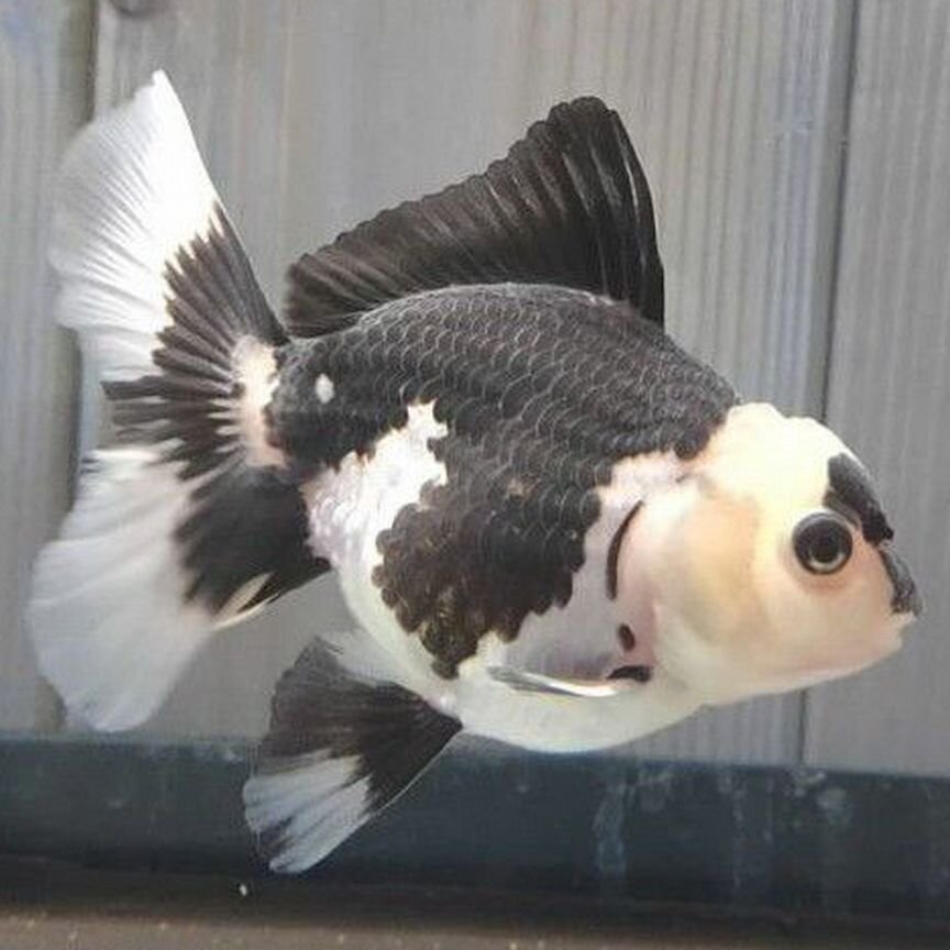 Рыбки оранда панда 4-5см