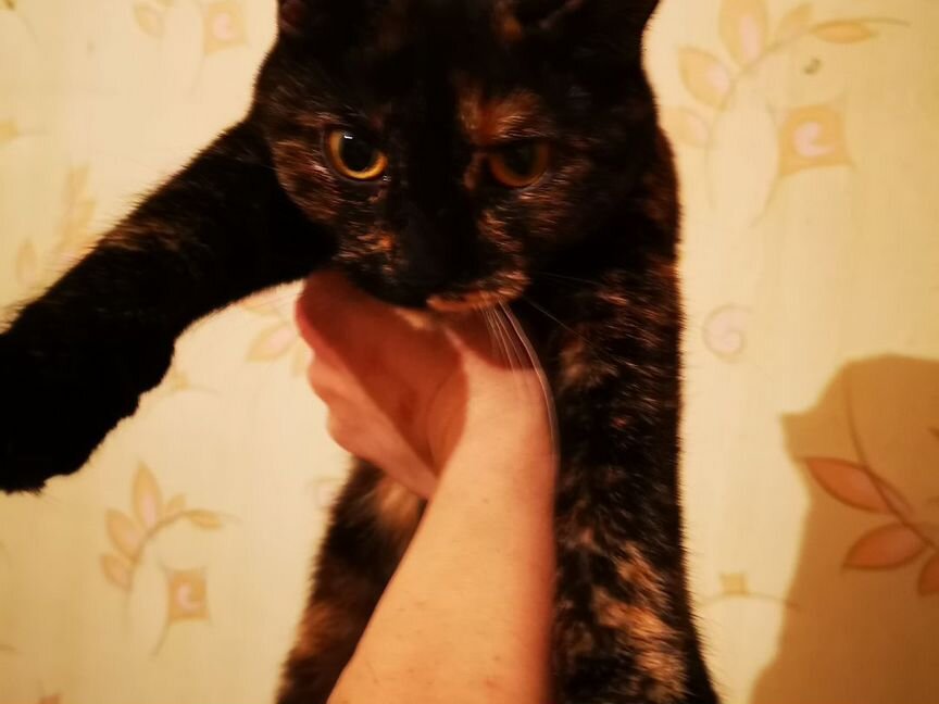 Коты котики котята