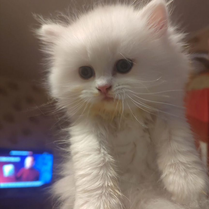 Продам котят