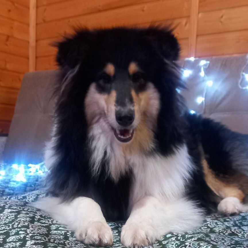 Колли, щенок