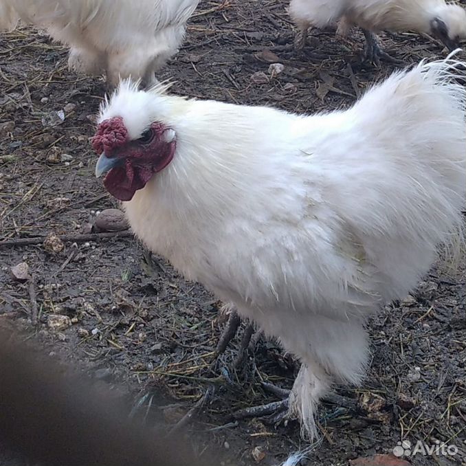 Продам петушков китайской шелковой курицы