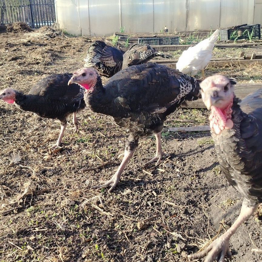 Индюшата подрощенные