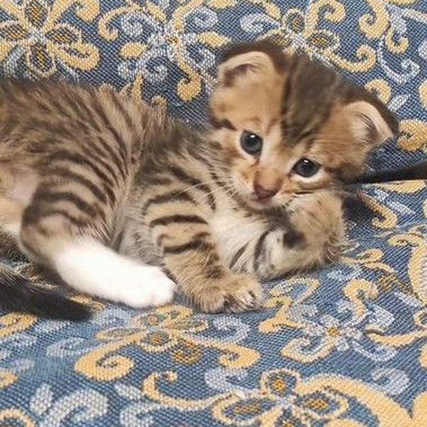 Вислоухие бенгалы