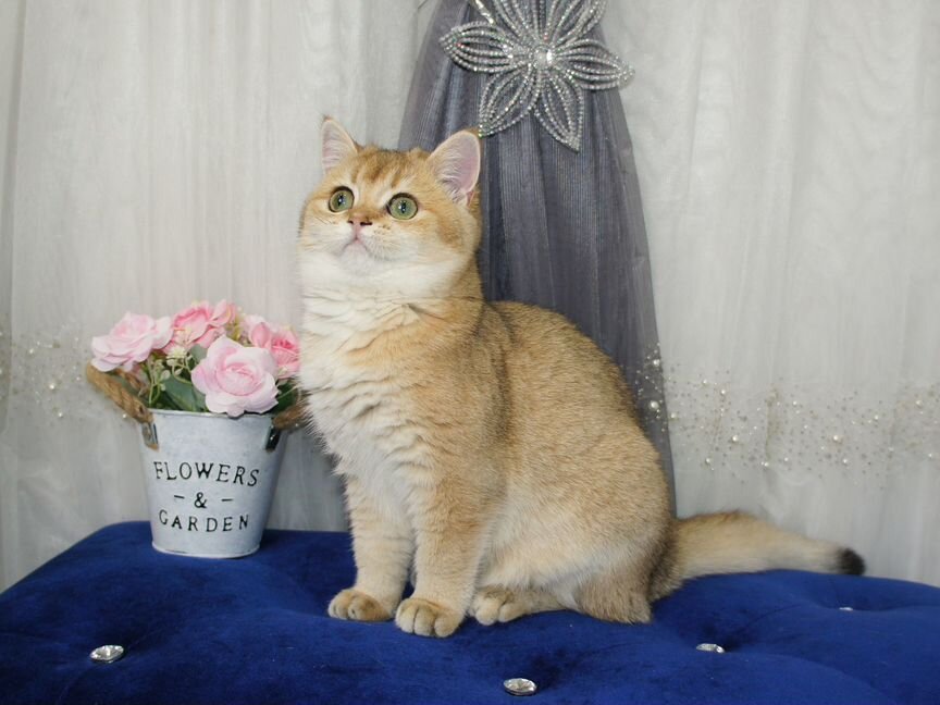 Девочка-Золотая Шиншилла ny11 с документами WCF