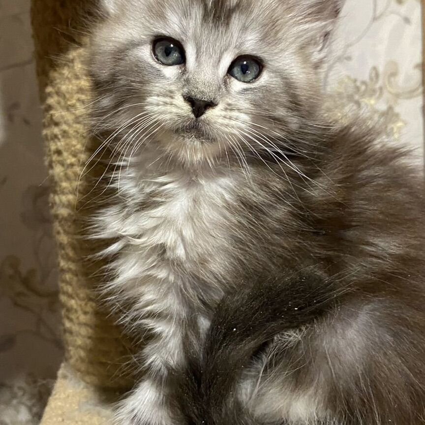 Шикарный серебряный мальчишка