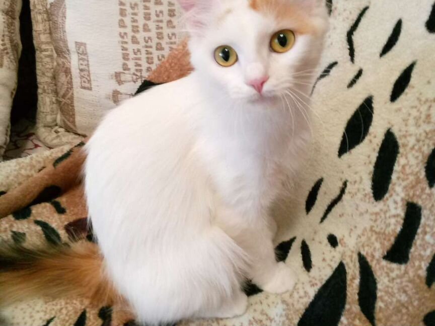 Кошечка